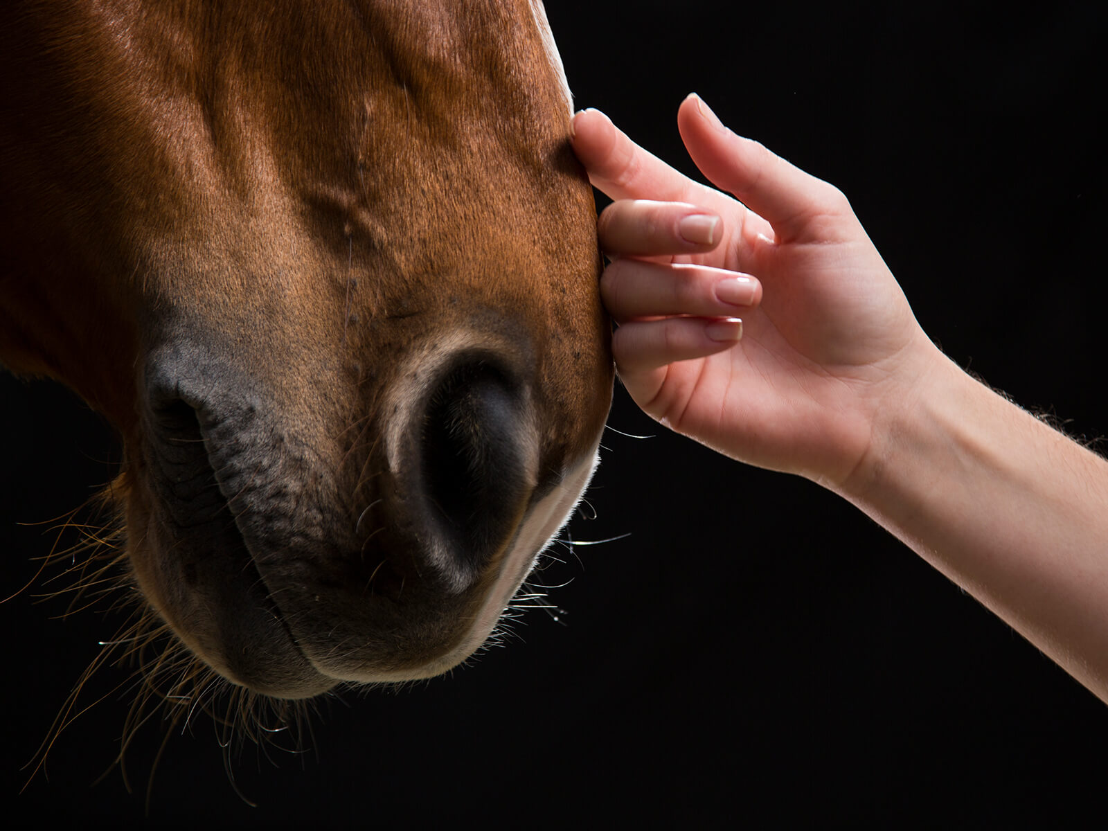 Équithérapie et handicap : bienfaits et avantages